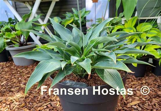 Hosta Blue Arrow - Fransen Hostas